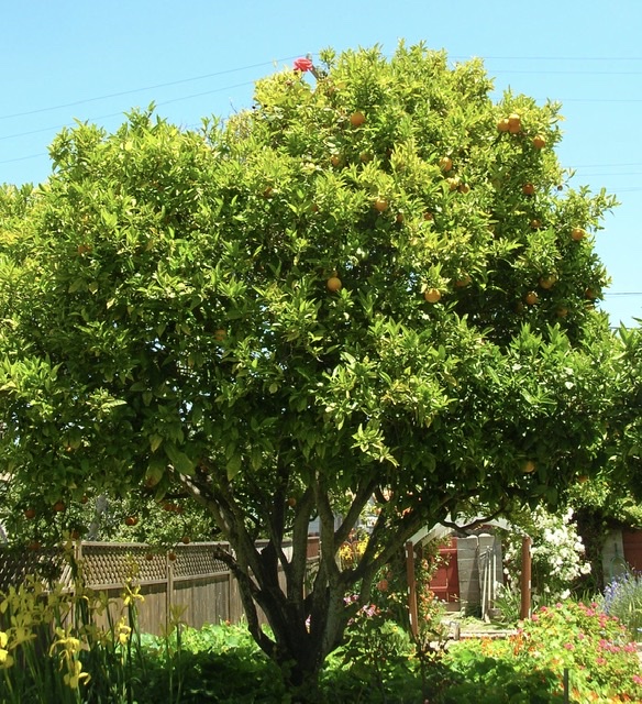 Trees Helping Roses – Dear Liza