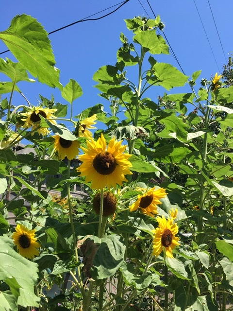 Cult of the Sunflower – Dear Liza