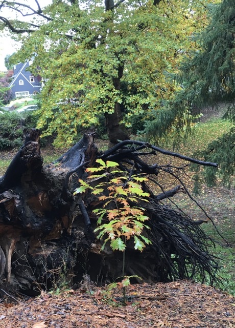 Ken, the Oak Tree – Dear Liza