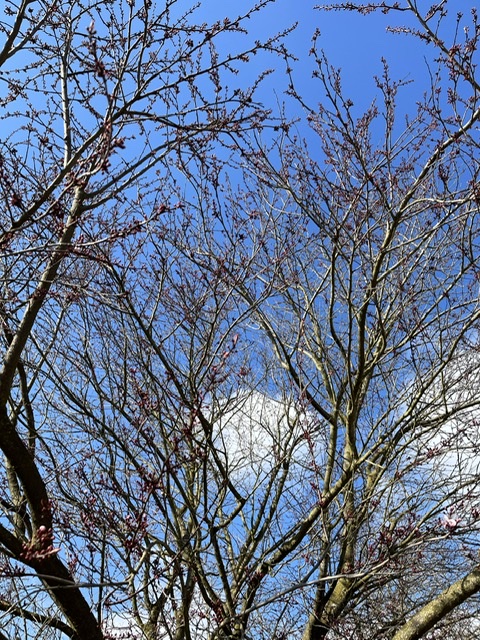 Blinding, Freezing Days – Dear Liza